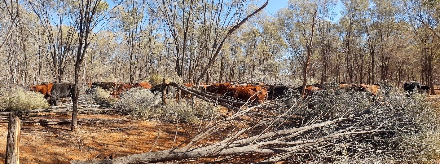 Supplementing on Mulga - Top Country